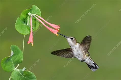 Ruby Throated Hummingbird Stock Image C Science Photo Library