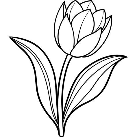 Tulip Flower Outline Illustration Coloring Book Page Design Tulip