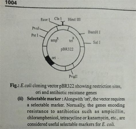 Draw A Well Labelled Diagram Of E Coli Cloning Vector