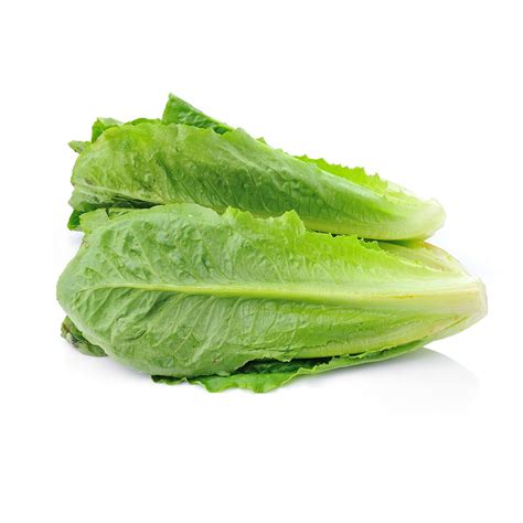 Cos Lettuce Veggycation