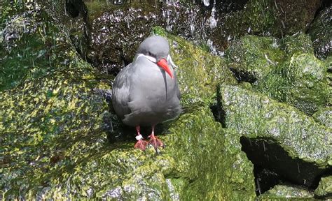 Inca Tern Habitat Facts Price And Images Beautiful Birds