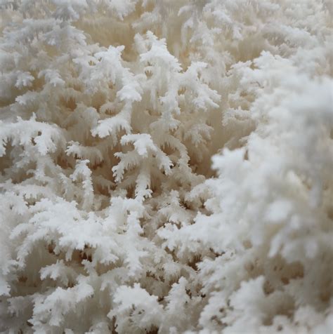 Snowflake Mushroom 1kg The Mushroom Guys Snowflake Mushroom 1kg The Mushroom Guys