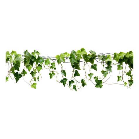Ivy Pngs For Free Download