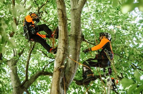 Rowe Tree Care