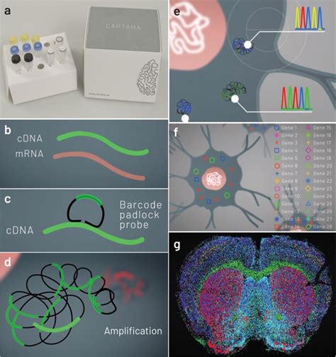 In Situ RNA Sequencing ISS Technology Will Be Applied To Spatially Map Cell Types For