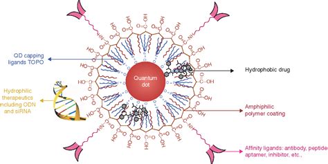 Quantum Dots As Medical Diagnostic Tools At Clara Moran Blog
