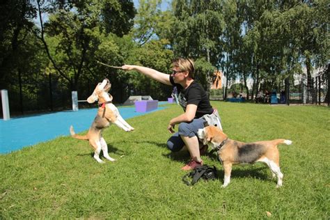 Где в Вешняках лучше всего гулять с собакой МОЙ РАЙon