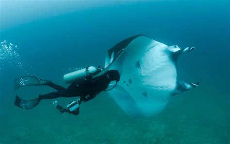 New Study Finds The Worlds Largest Population Of Giant Oceanic Manta