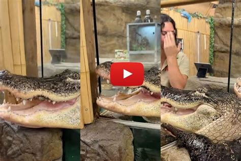Man Eating Super Crocodile