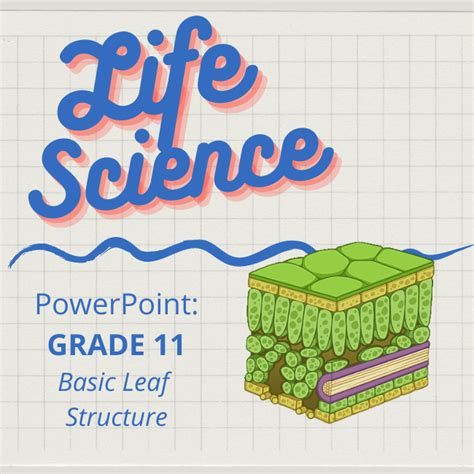 Structure Of Photosynthesis Leaf