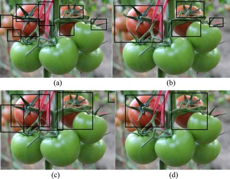 Mature Tomato Recognition Results For Different Algorithm In Data Set Download Scientific