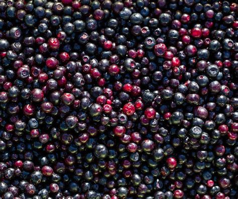 Blueberry Vs Huckleberry What S The Difference Live Eat Learn