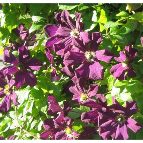 Clematis Romantika Summer Flowering Clematis