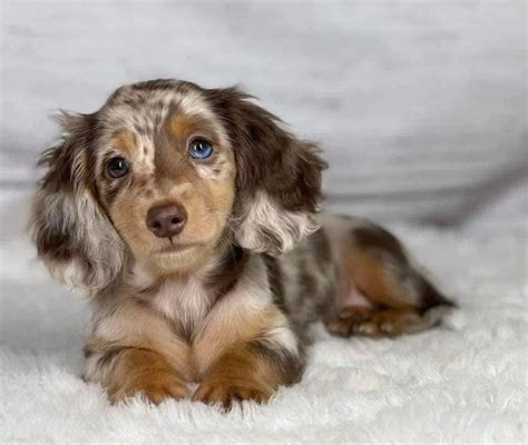 120 Mini Dapples And Dachshund Puppies Ideas To Save Today Dapple