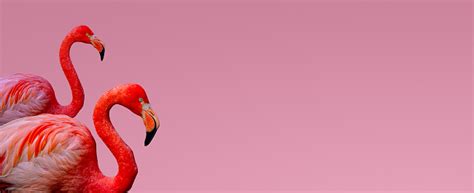 부드러운 밝은 분홍색 또는 장밋빛 배경에 고립 된 두 개의 아름다운 빨간 플라밍고배너텍스트 클로즈업 세부 사항을위한 복사 공간이