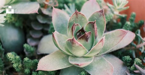 녹색과 분홍색 즙이 많은 식물 사진 Unsplash의 무료 꽃 이미지