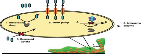 Efflux Pump And Its Inhibitors Cause And Cure For Multidrug Resistance