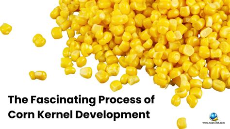 The Fascinating Process Of Corn Kernel Development Noon Food Network