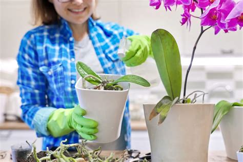 Repotting Orchids