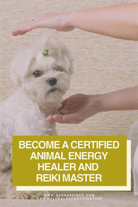 Learn how to become an animal healer in 5 easy Steps: what you need to ...