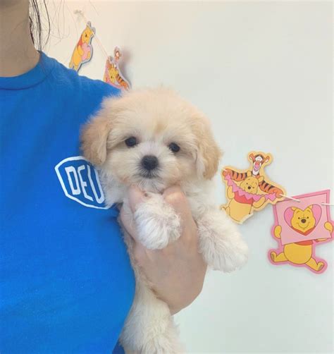 말티푸입양 미니말티푸분양 안전하게 진행하세요 네이버 블로그