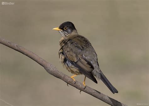 Photos Of Species Turdus Falcklandii Birdier