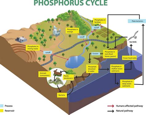 Phosphorus Diagram