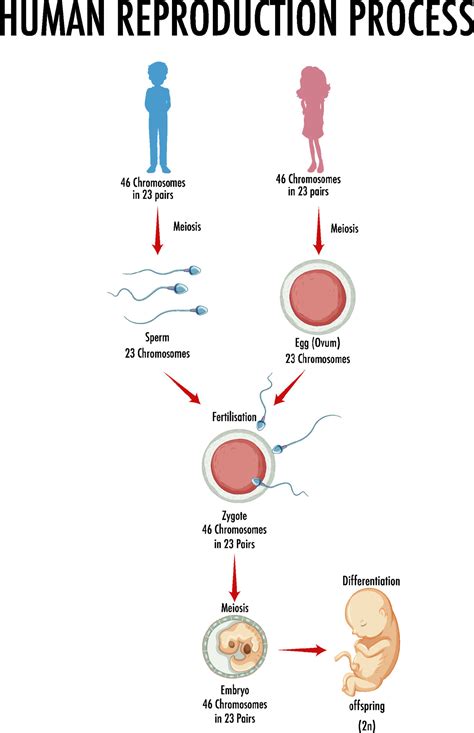 Diagram Showing Human Reproduction Process 6158565 Vector Art At Vecteezy