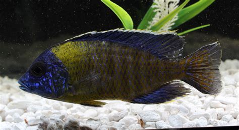 Blue Neon Aulonocara Cichlid Natural Environment Aquatix