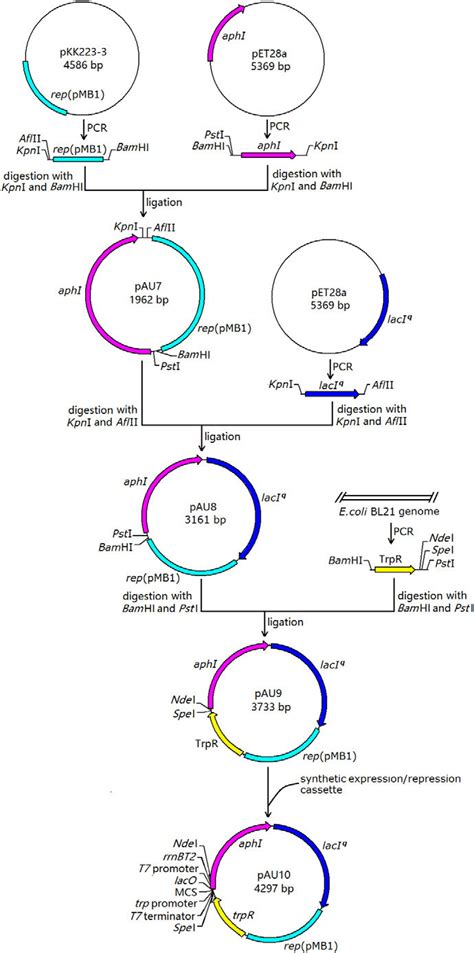 Construction Map Of The Gene Expression Vector PAU Rep PMB The Download Scientific