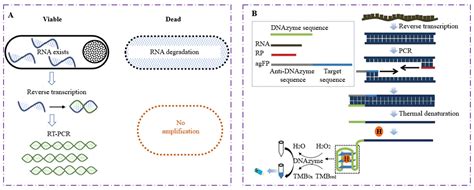 Rt Pcr Principle