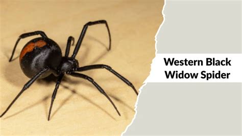 25 Common Types Of Black Spider Identification With Picture