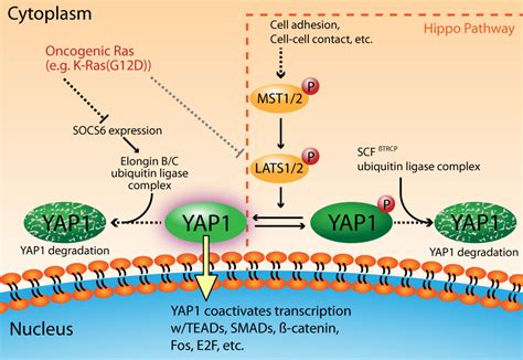 Yap1 Oncogenic Ras Additiction