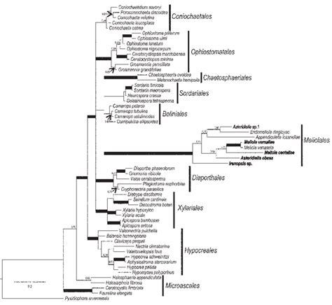 Phylogenetic Tree Inferred From Bayesian Analysis Of 28s Rdna Download Scientific Diagram