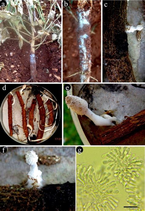 Coprinopsis Cinerea Faceoffungi Number Fof 11681 Faces Of Fungi