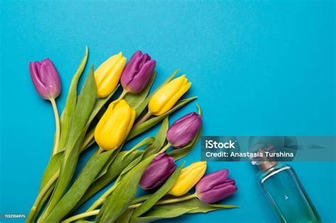 파란 배경에 향수 병 꽃 편평한 누워 노란색과 보라색 튤립 0명에 대한 스톡 사진 및 기타 이미지 0명 3월 개념 Istock