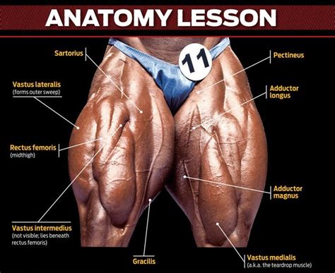10 Best Quad Exercises Of All Time Fitness Volt