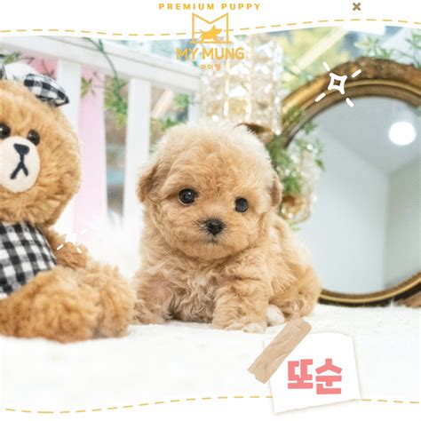 미니 말티푸여아 마이멍