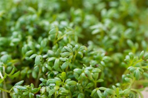 Garden Cress Lepidium Sativum Leaves Closeup Selective Focus Stock