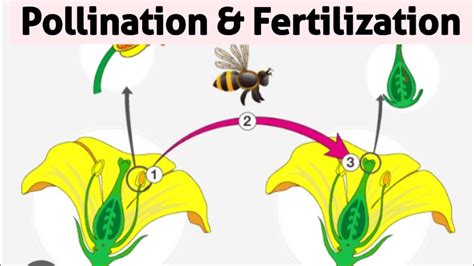 Does Pollination Guarantee Fertilization At Leslie Hackett Blog