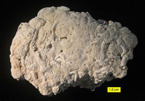 Woosters Fossil Of The Week A Cheilostome Bryozoan And Serpulid Worm Bryolith From The Recent