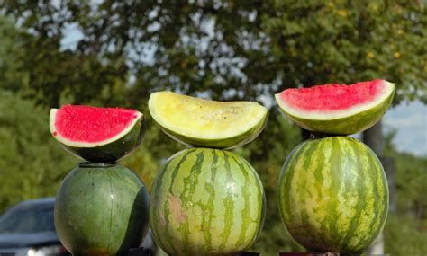 Variedades De Sandía Tipos Colores Y Sabores