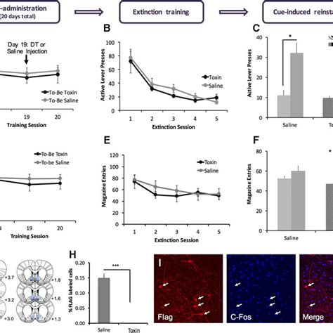 Ablation Of Nac Projecting Bla Neurons Disrupts Extinction Of Alcohol Download Scientific