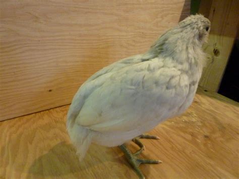 Poussins Easter Egger Identification