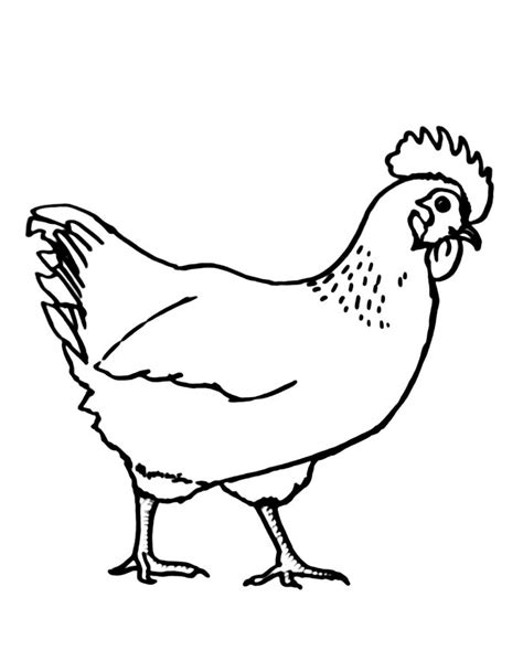 Hen Coloring Pages Free Printable Pdf