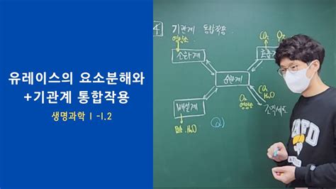 2 3 콩즙의 요소분해 및 기관계 통합작용 Youtube