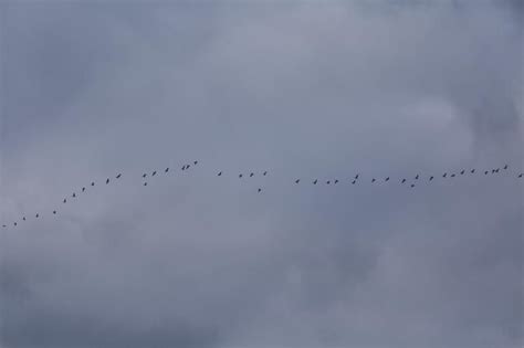 Premium Photo A Beautiful Scenery With A Migratory Birds Flying Above The Sea Bird Migration