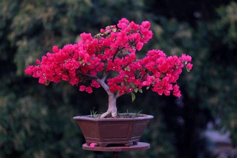 বাগান বিলাস গাছে বেশি ফুল বাড়ির ছাদে সবুজ বাগান সোসাইটি