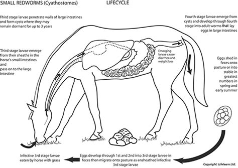 Deworming In Horses Skillman Veterinary Services Indianapolis Indiana