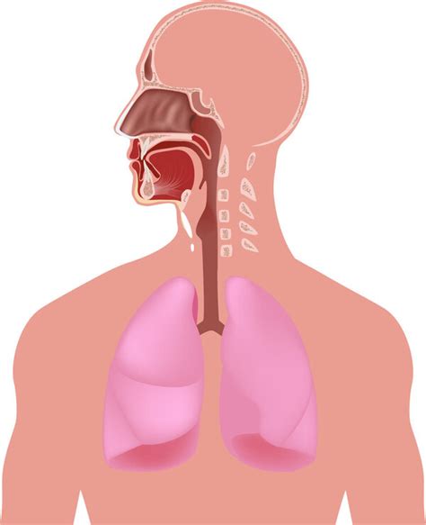 膈肌疼痛看什么科 39健康网 心血管